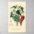 Capsicum annuum poster | Zazzle.com