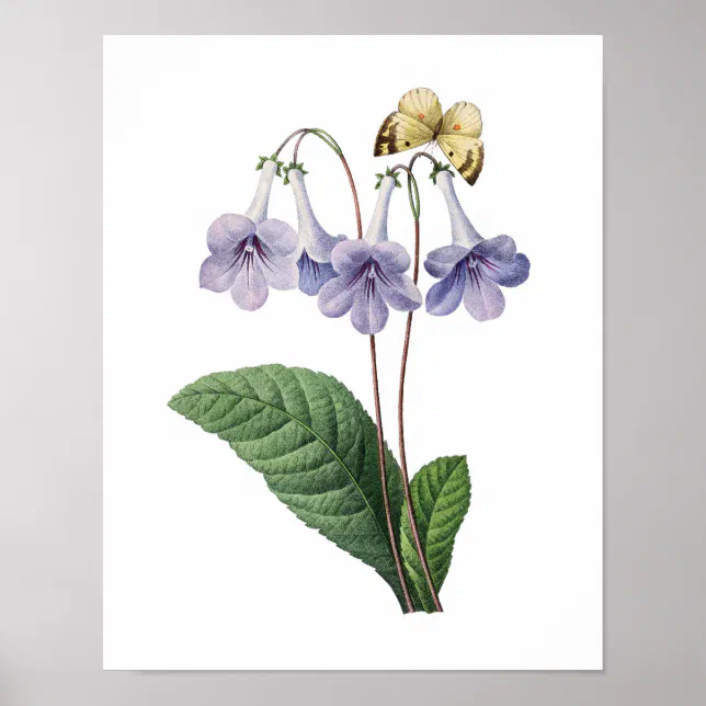 Botanical print of BLUE BELLS original by Redoute | Zazzle