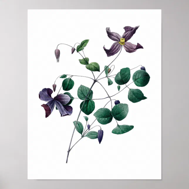 Botanical print of CLEMATIS original by Redoute | Zazzle