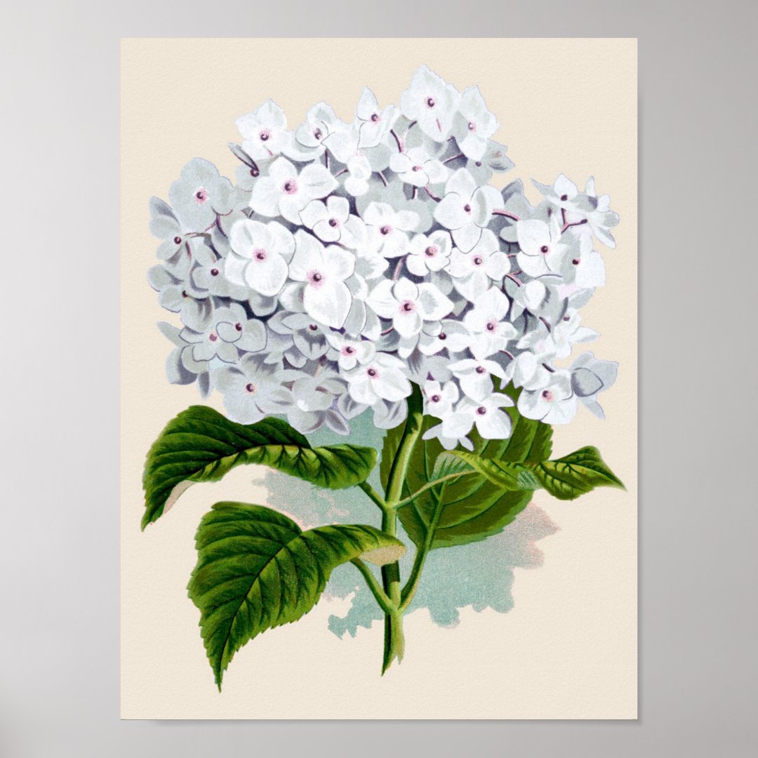 Botanical Print - White Hydrangea | Zazzle