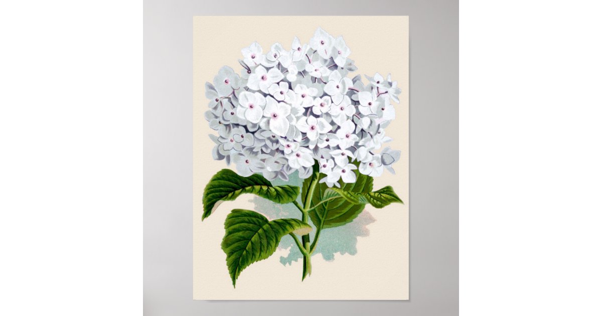 Botanical Print - White Hydrangea | Zazzle