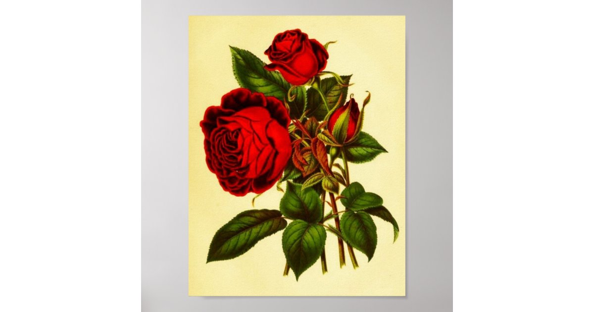 Botanical Red Rose Poster | Zazzle