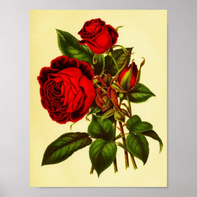 Botanical Red Rose Poster | Zazzle