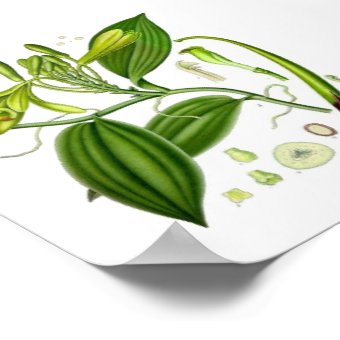 Botanical Vanilla Poster | Zazzle