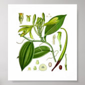 Botanical Vanilla Poster | Zazzle