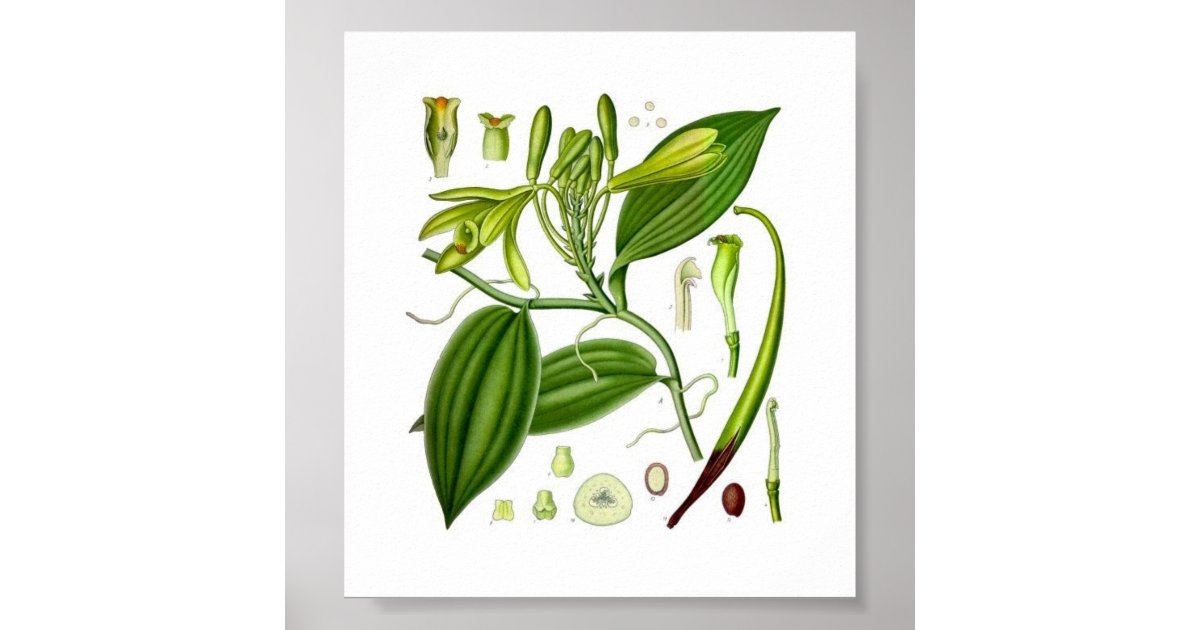 Botanical Vanilla Poster | Zazzle