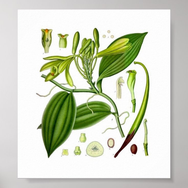 Botanical Vanilla Poster | Zazzle