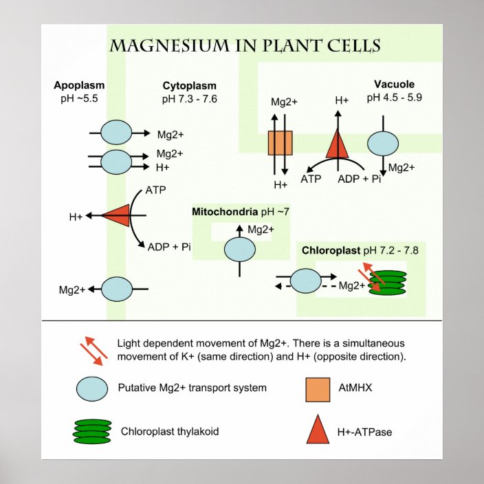 Botany Diagram of Magnesium in Plant Cells Poster | Zazzle.com