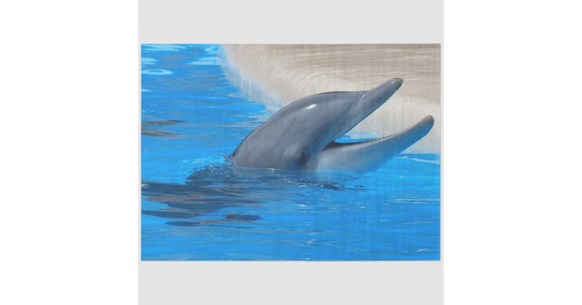 Bottlenose Dolphin Decoupage Tissue Paper | Zazzle
