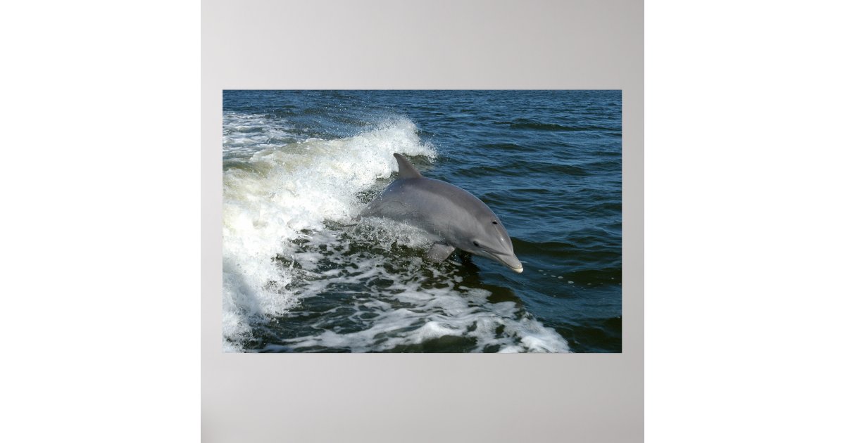 bottlenose dolphin photo poster print | Zazzle