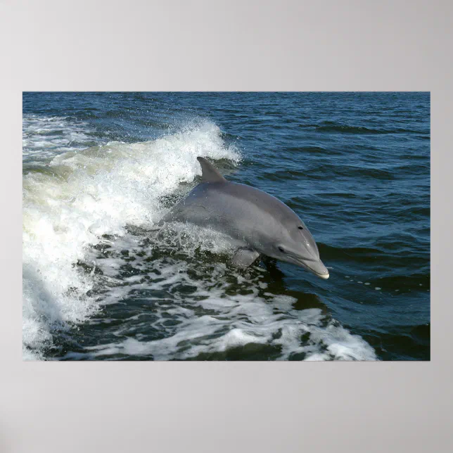 bottlenose dolphin photo poster print | Zazzle