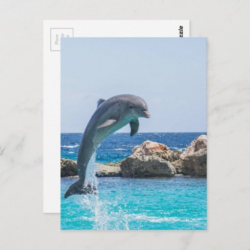 Bottlenose Dolphin Postcard | Zazzle