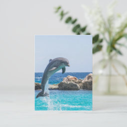 Bottlenose Dolphin Postcard | Zazzle
