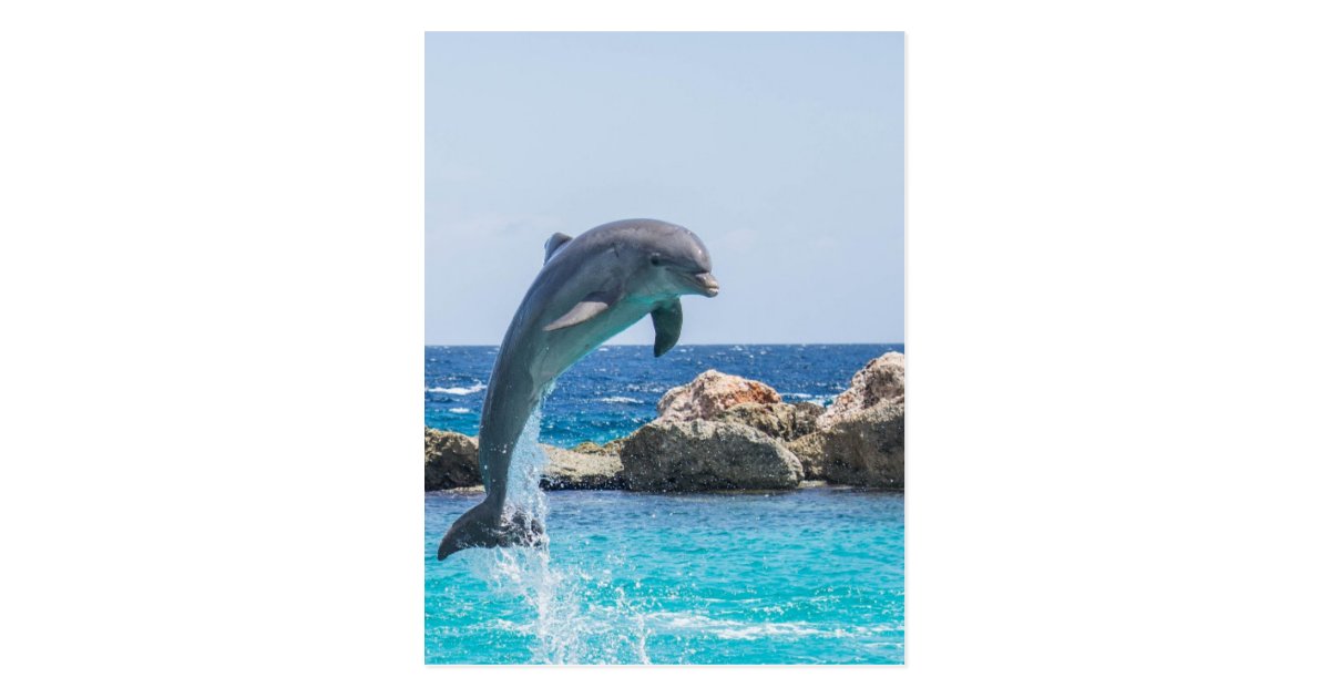 Bottlenose Dolphin Postcard | Zazzle.com