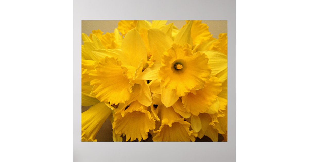 Bouquet of Daffodils Poster | Zazzle