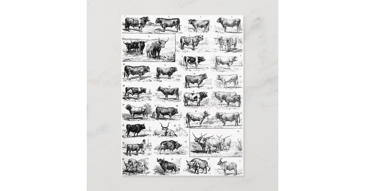 Bovine Chart Postcard | Zazzle