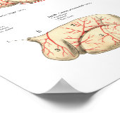Bovine Cow Blood Vessels Anatomy Poster | Zazzle