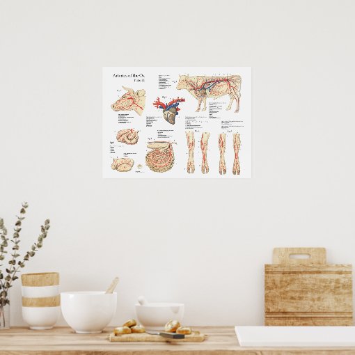 Bovine Cow Blood Vessels Anatomy Poster | Zazzle
