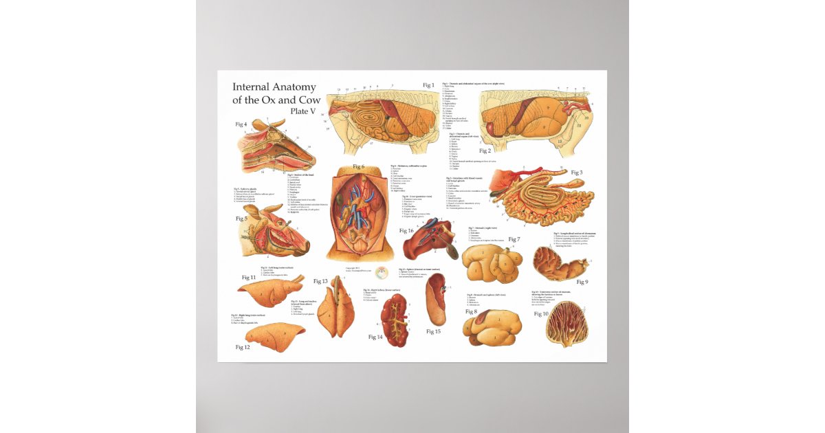 Bovine Cow Internal Anatomy Poster | Zazzle