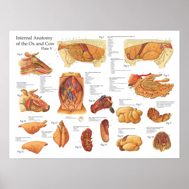 Bovine Cow Internal Anatomy Poster | Zazzle