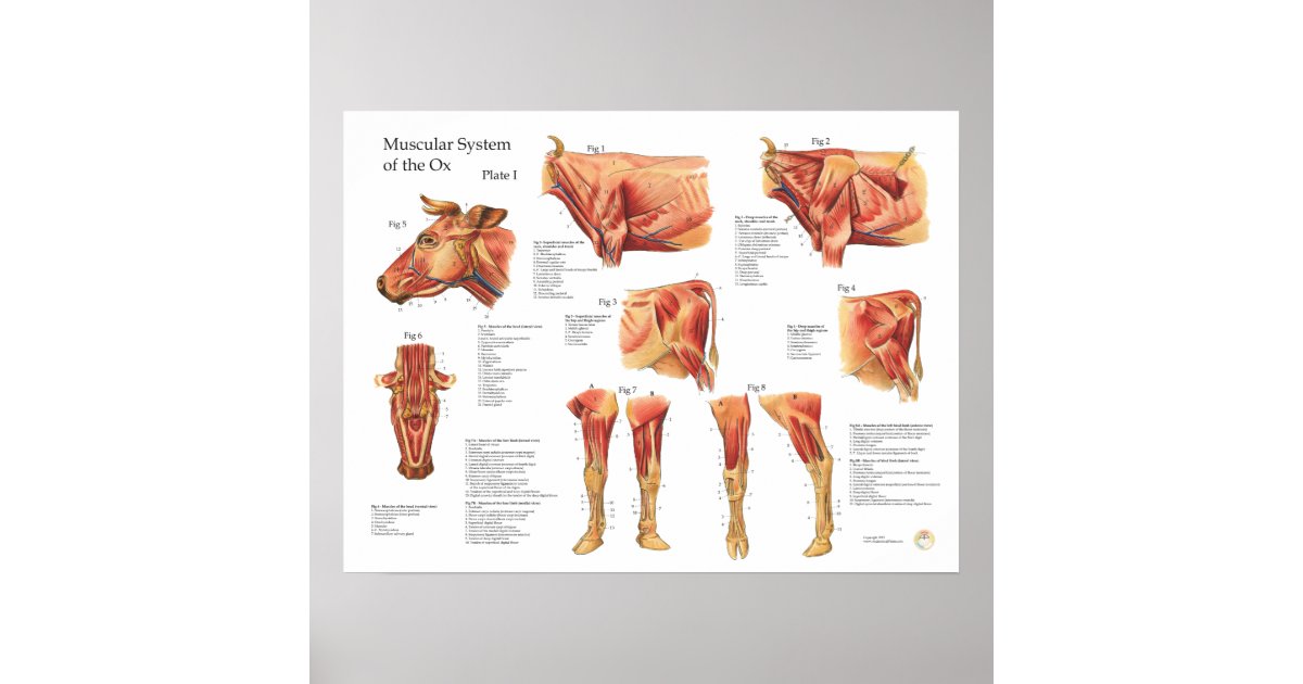 Bovine Cow Muscle Anatomy Poster | Zazzle