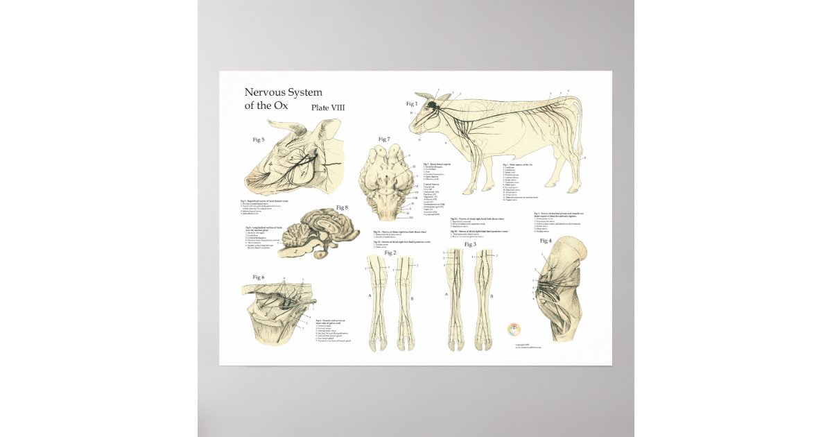 Bovine Cow Nervous Sytem Anatomy Poster | Zazzle