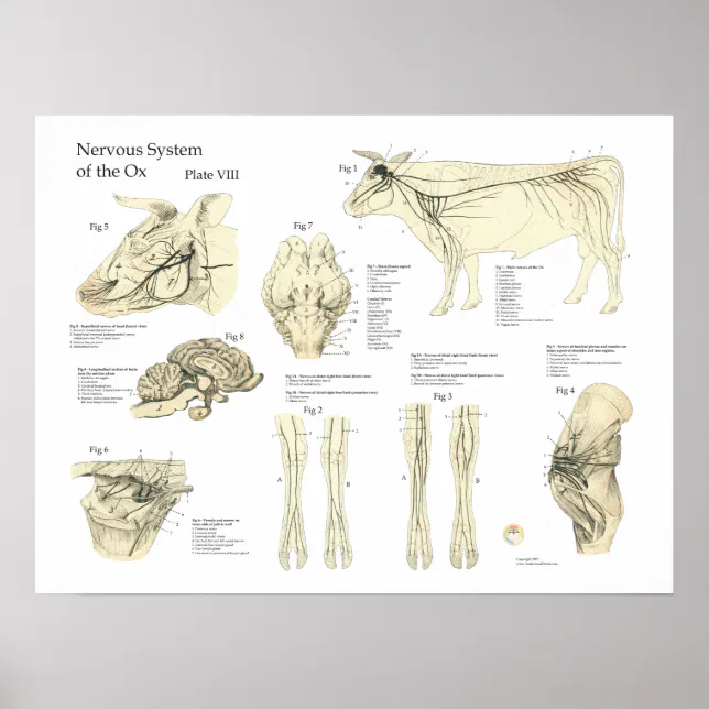 Bovine Cow Nervous Sytem Anatomy Poster | Zazzle