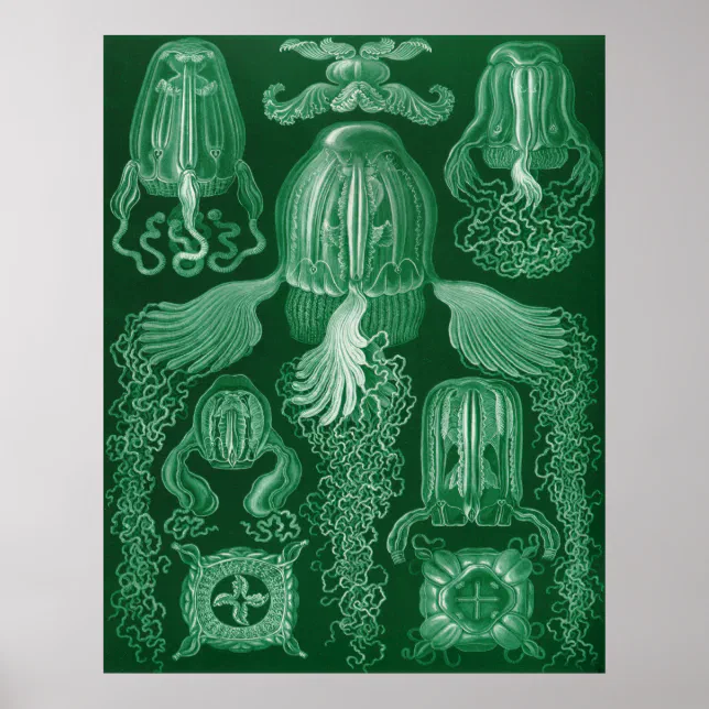 Box Jellyfish Poster | Zazzle