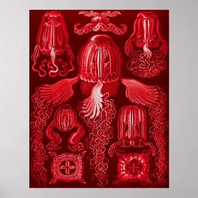 Box Jellyfish Poster | Zazzle