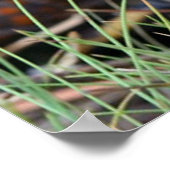 Box Turtle Poster | Zazzle