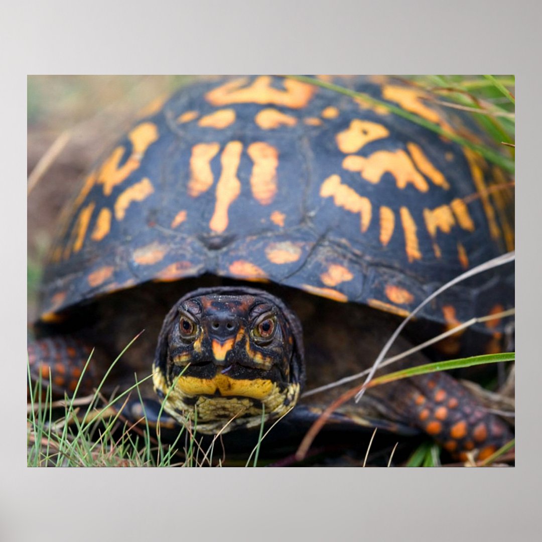 Box Turtle Poster | Zazzle