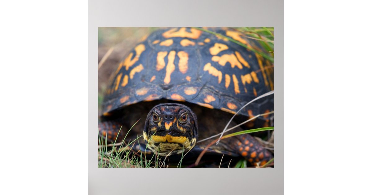 Box Turtle Poster | Zazzle