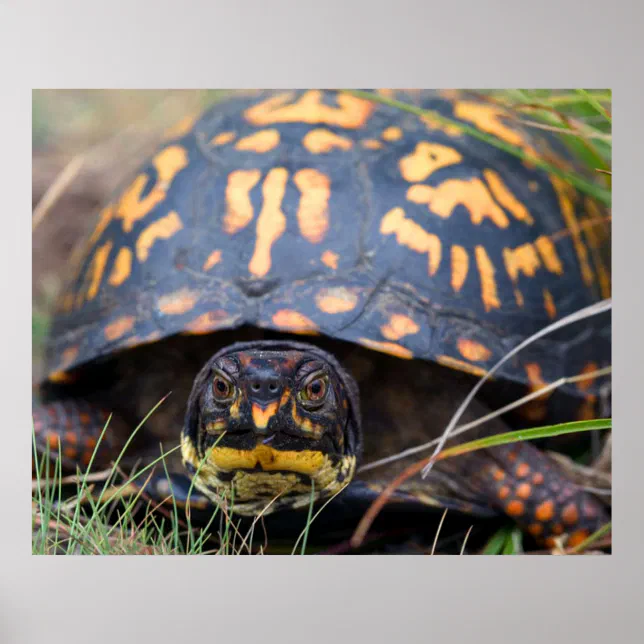 Box Turtle Poster | Zazzle