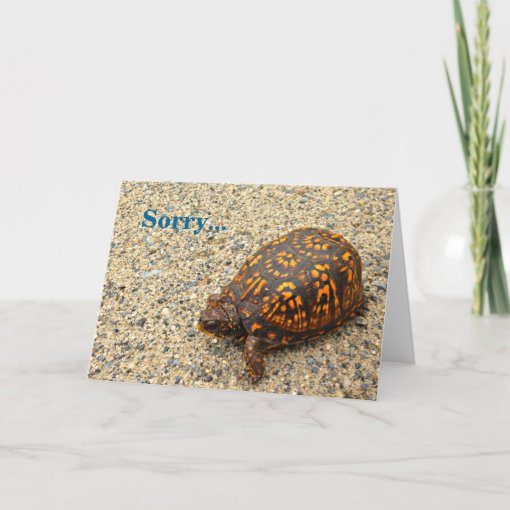 Box Turtle Sorry Belated Birthday Card | Zazzle