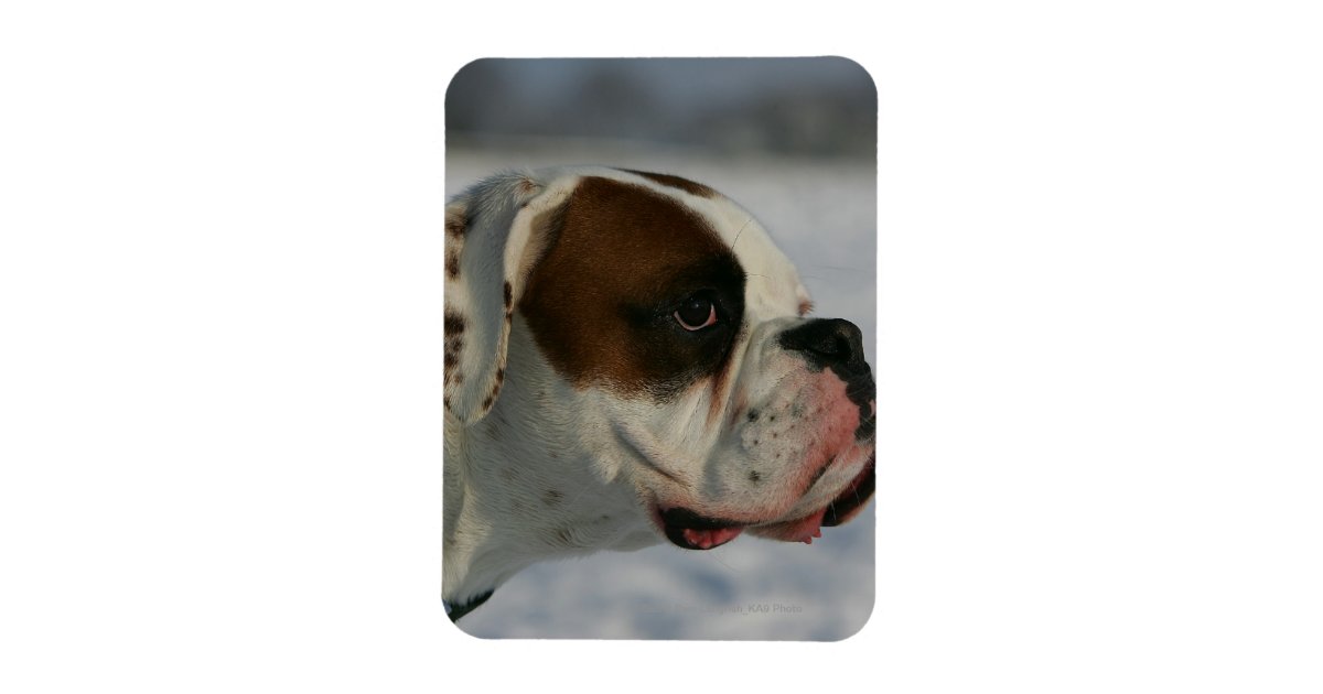 Boxer Dog in the Snow Magnet | Zazzle