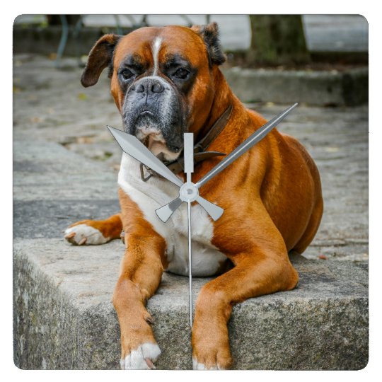 Boxer / Dog Photo Wall Clock | Zazzle.com