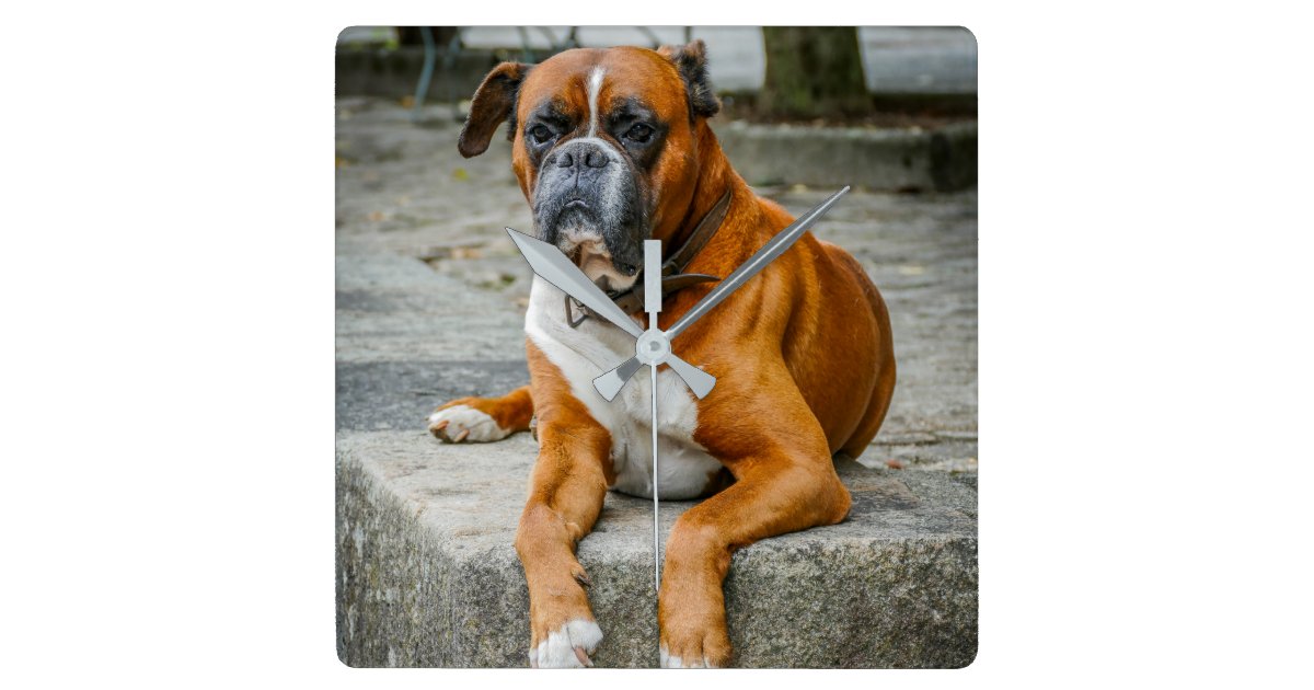 Boxer / Dog Photo Wall Clock | Zazzle