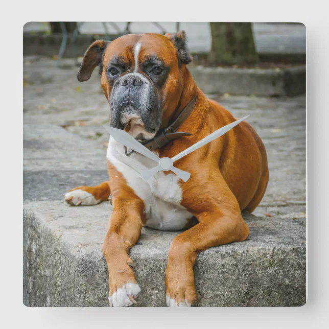 Boxer / Dog Photo Wall Clock | Zazzle