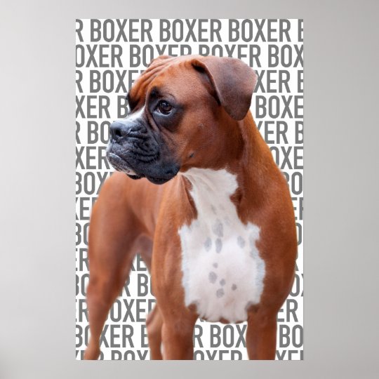 Boxer dog Poster | Zazzle.com