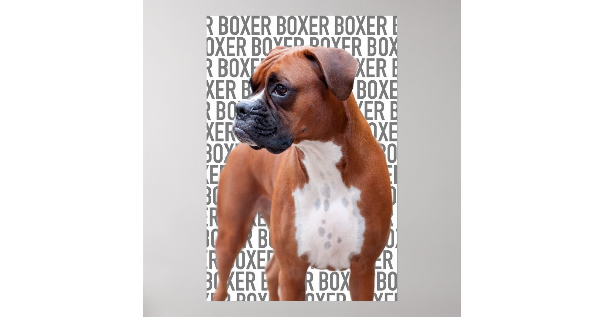 Boxer dog Poster | Zazzle