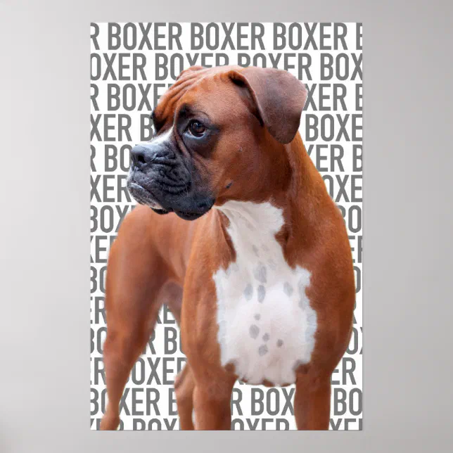 Boxer dog Poster | Zazzle