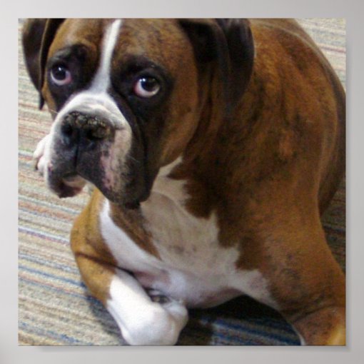 Boxer Dog Poster Print | Zazzle
