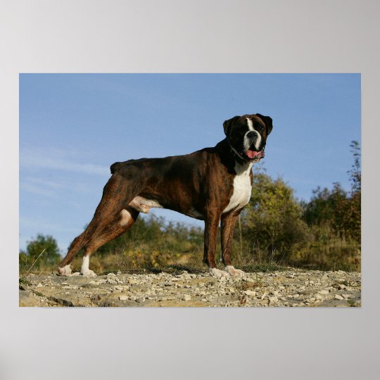 Boxer Dog Show Stance Poster | Zazzle.com