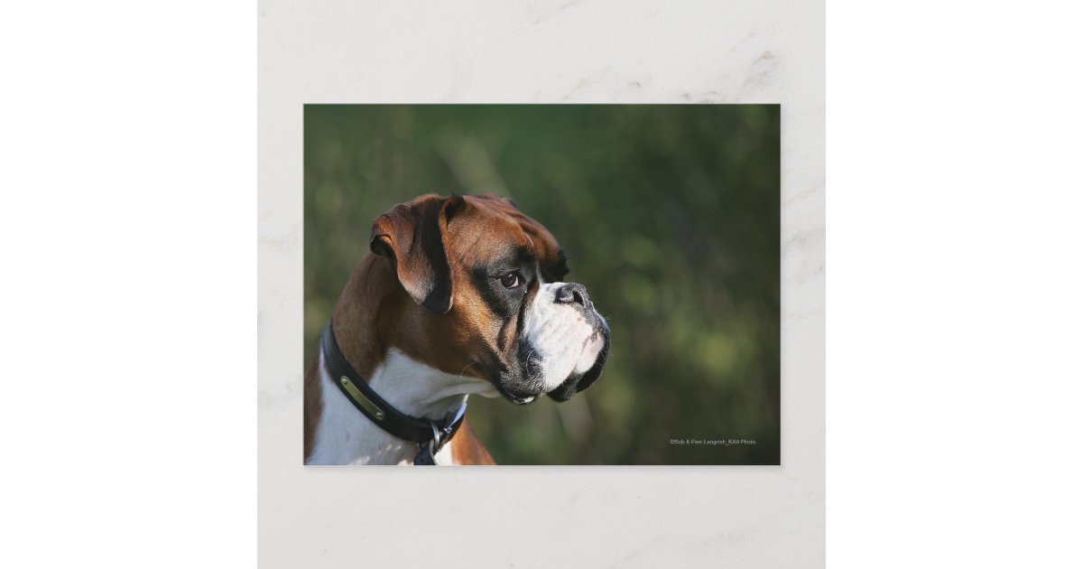 Boxer Dog Side Profile Postcard | Zazzle