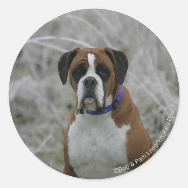 Boxer Dog Sitting in the Frost Classic Round Sticker | Zazzle