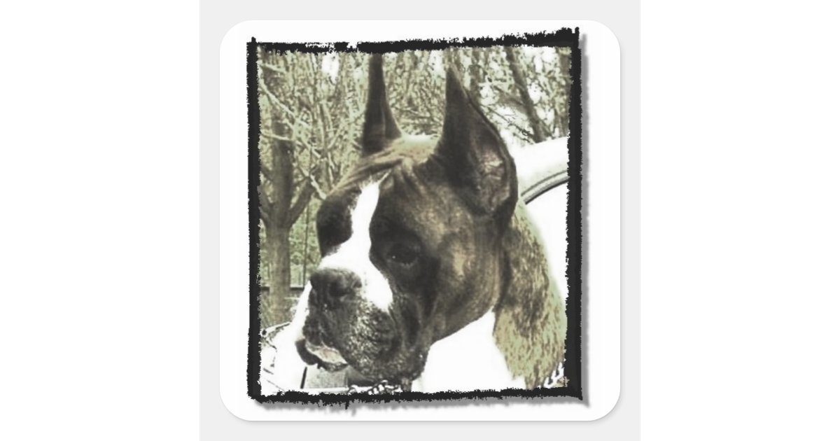 Boxer dog stickers | Zazzle