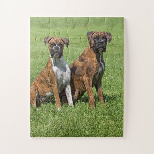Boxer dogs portrait jigsaw puzzle | Zazzle.com