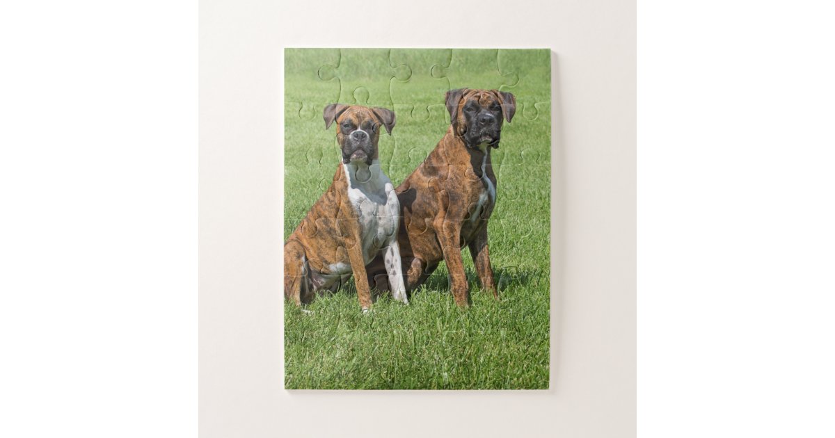 Boxer dogs portrait jigsaw puzzle | Zazzle