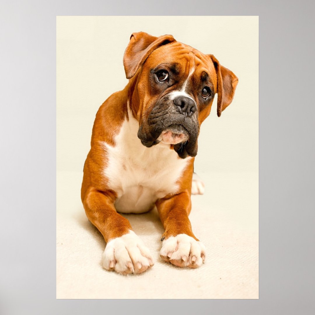 Boxer puppy on ivory cream backdrop. poster | Zazzle