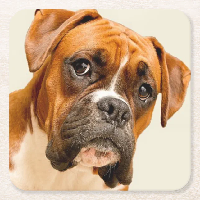 Boxer puppy on ivory cream backdrop. square paper coaster | Zazzle